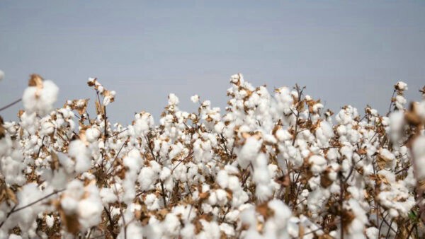 Which Type of Cotton is Best: Comparison and Uses Guide - Comfort