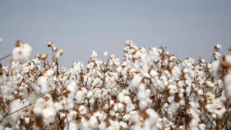 Vilken typ av bomull är bäst: Jämförelse och användningsguide - Komfort